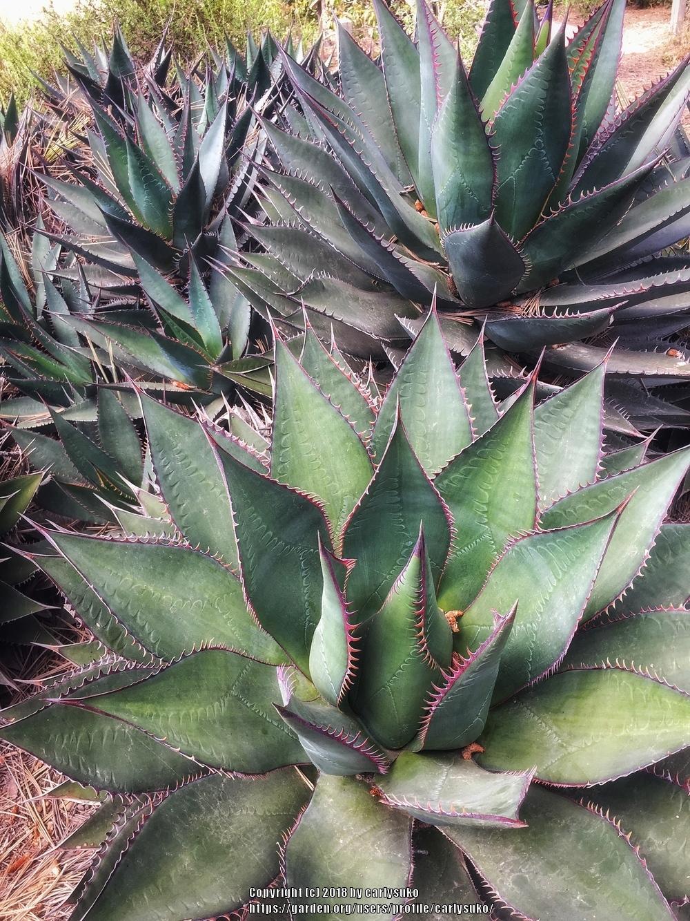 Photo of the entire plant of Shaw's Agave (Agave shawii subsp. shawii ...