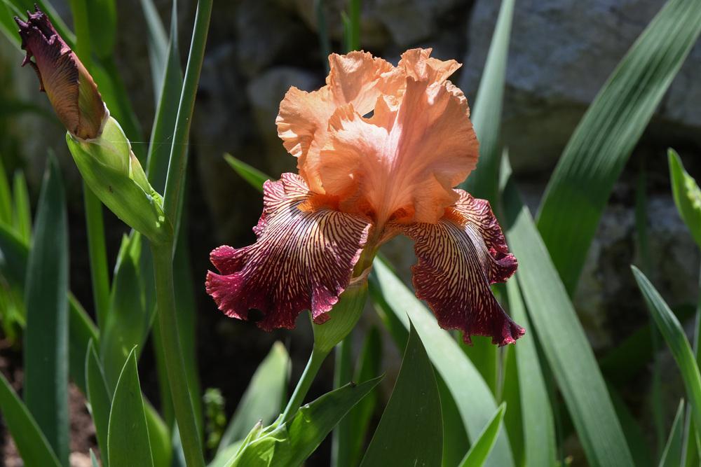 Tall Bearded Iris (Iris 'Zebra Rosa') in the Irises Database - Garden.org