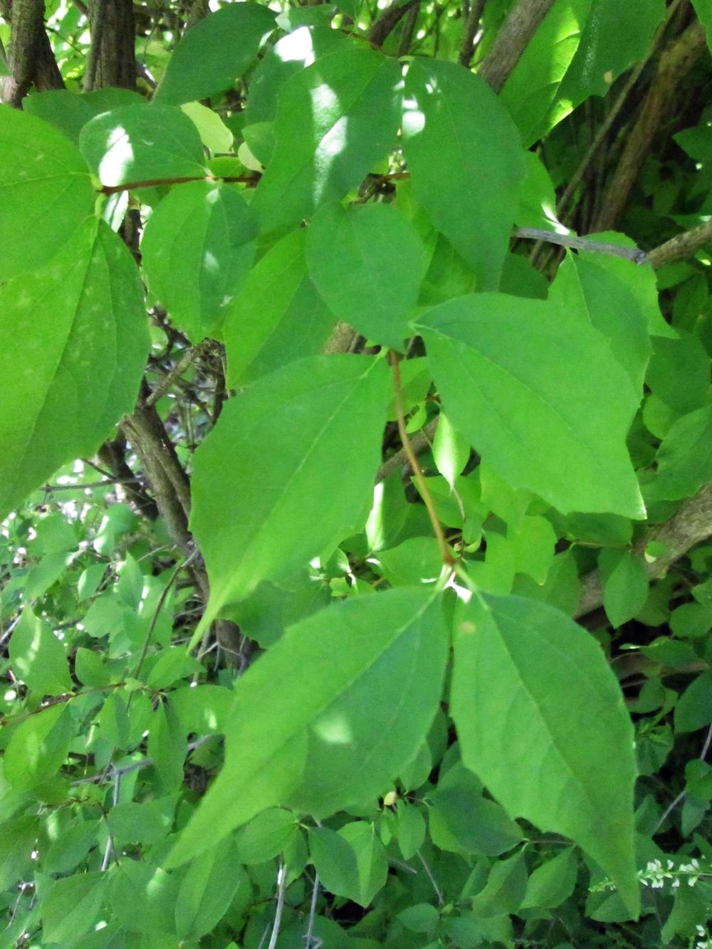 Mock Oranges: Plant Care and Collection of Varieties - Garden.org