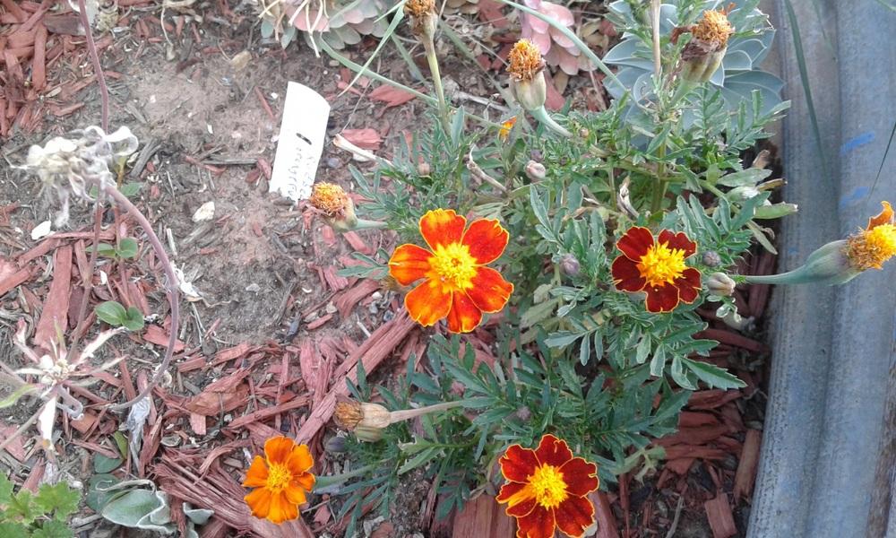 Signet Marigold (Tagetes tenuifolia 'Red Gem') - Garden.org