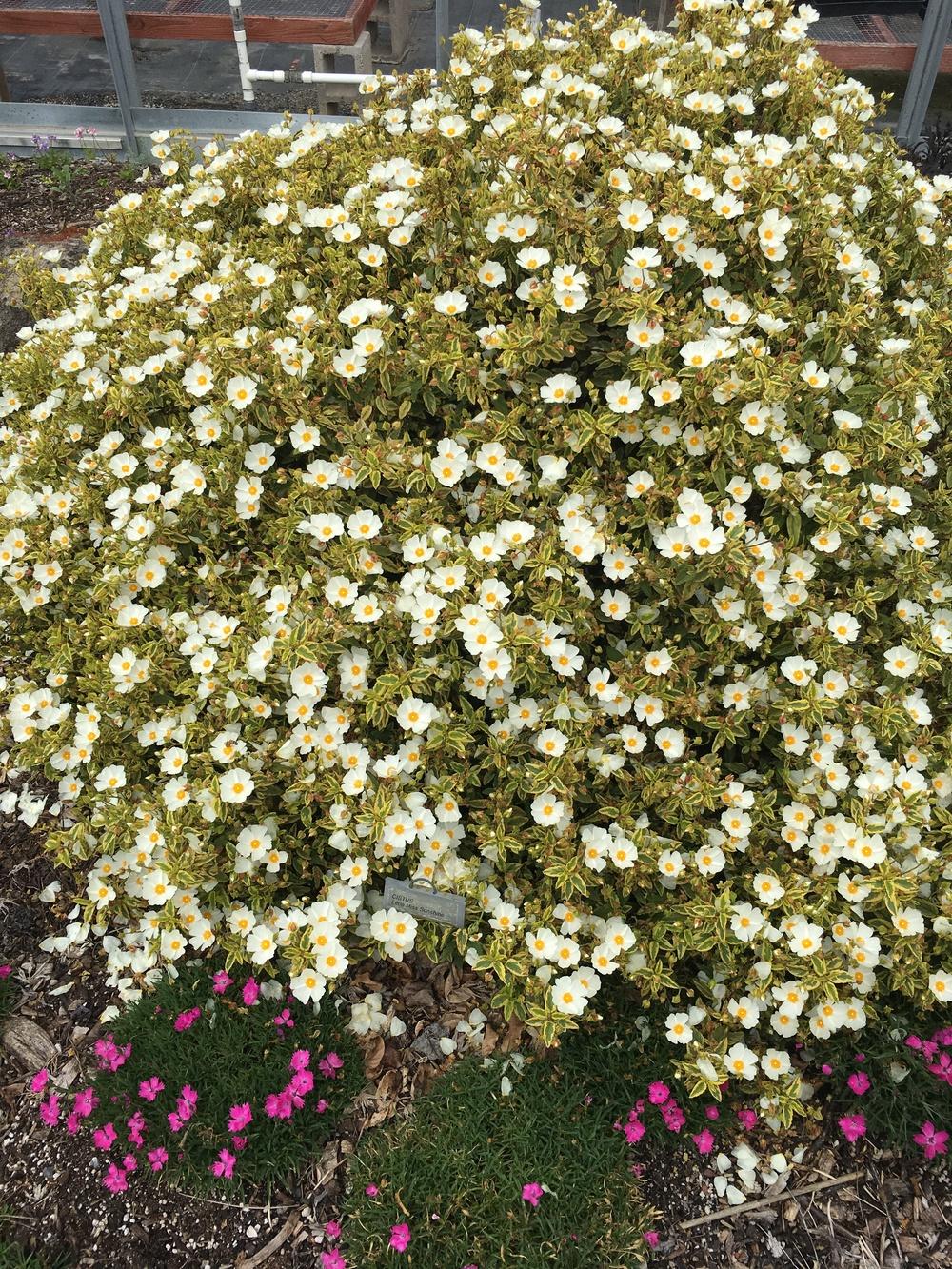 Rock Rose (Cistus x hybridus 'Little Miss Sunshine') in the Rockroses ...