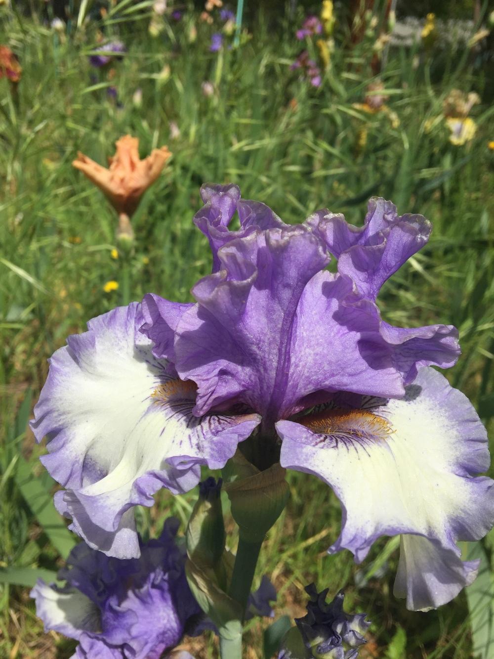 Photo of the bloom of Tall Bearded Iris (Iris 'Hidden Innocence ...