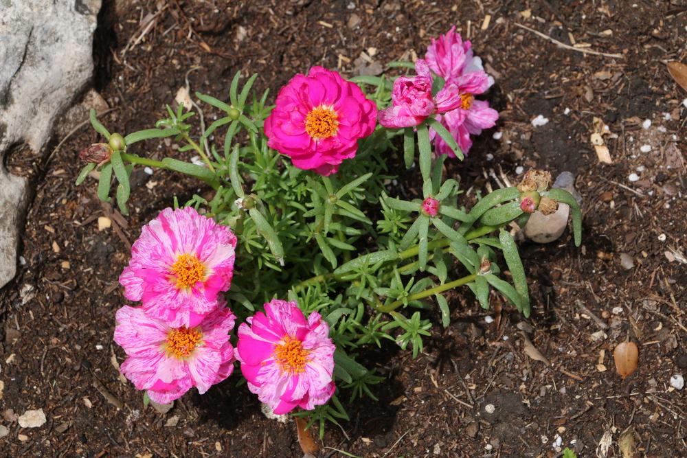 Moss Rose (Portulaca grandiflora Happy Hour™ Peppermint) - Garden.org