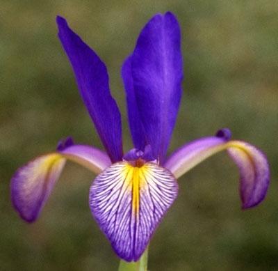 Spuria Iris (Iris 'Spring Plum') in the Irises Database - Garden.org