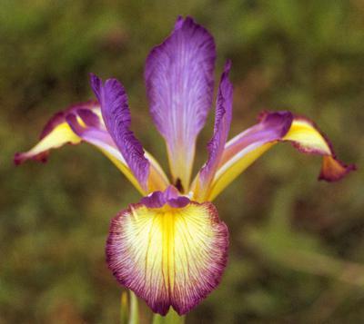 Spuria Iris (Iris 'Art and Soul') in the Irises Database - Garden.org