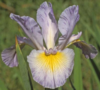 Spuria Iris (Iris 'Missouri Lakes') in the Irises Database - Garden.org
