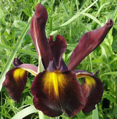 Spuria Iris (Iris 'Imperial Ruby') in the Irises Database - Garden.org