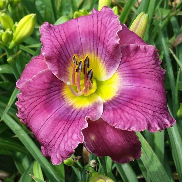Daylily (Hemerocallis 'Purple Swagger') in the Daylilies Database ...