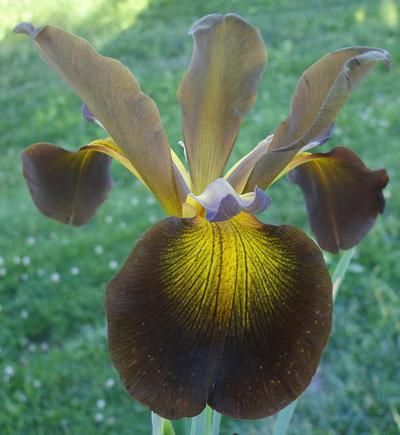 Spuria Iris (Iris 'Chocolate Rosette') in the Irises Database - Garden.org