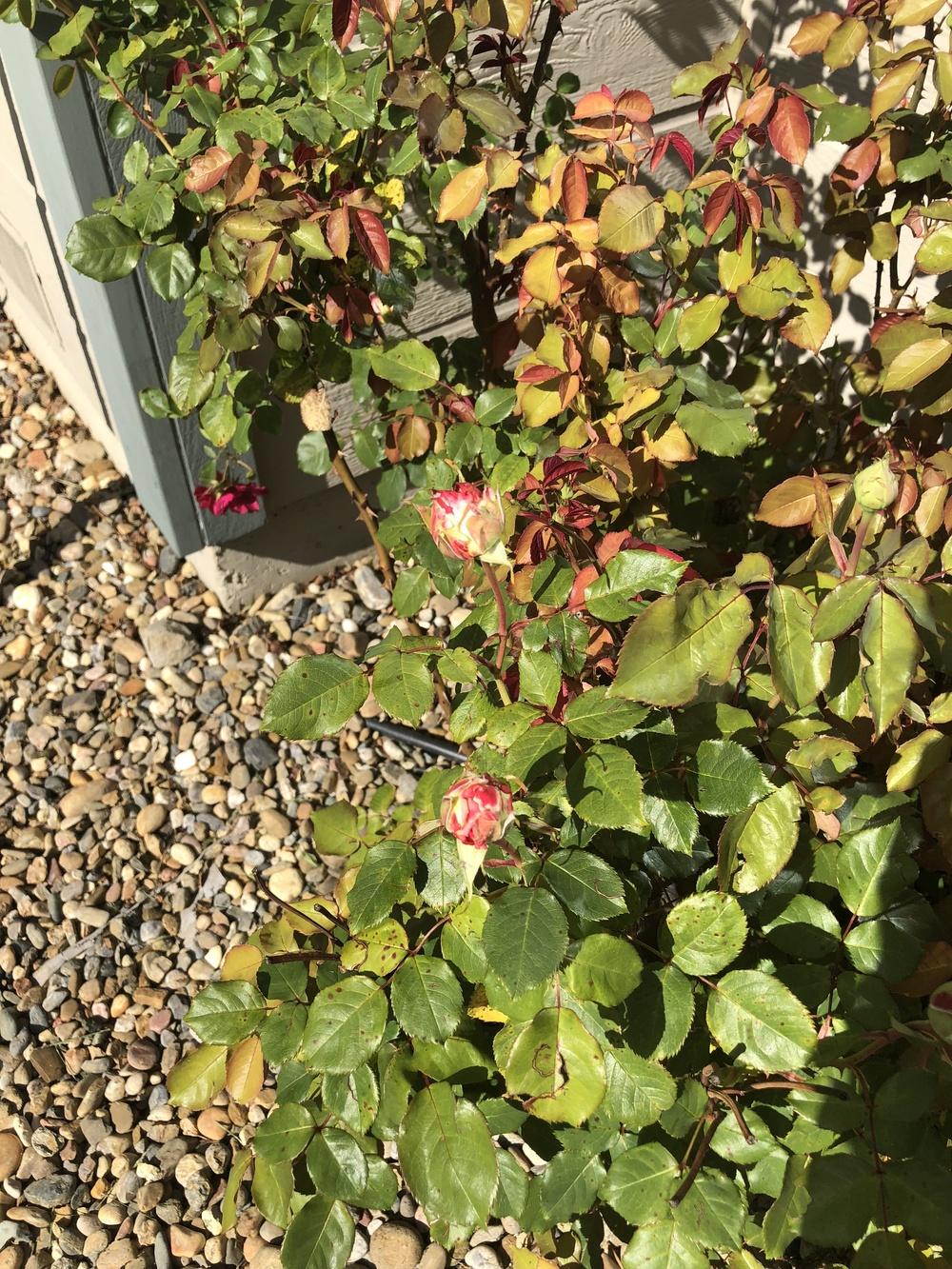 Is this RRD? :( in the Roses forum - Garden.org