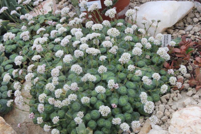 Miniature Crassula (Crassula montana subsp. quadrangularis) in the ...