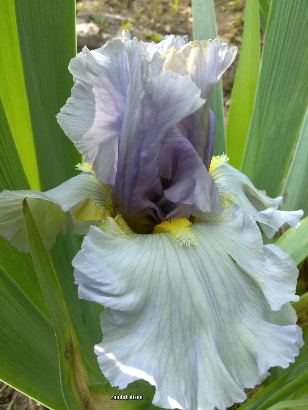 2018 iris crosses in the Irises forum - Garden.org