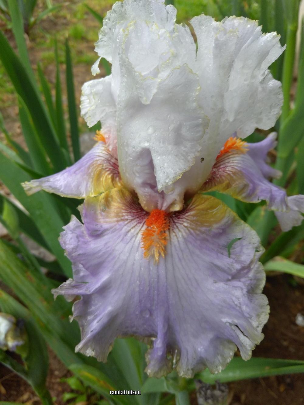 2018 iris crosses in the Irises forum - Garden.org