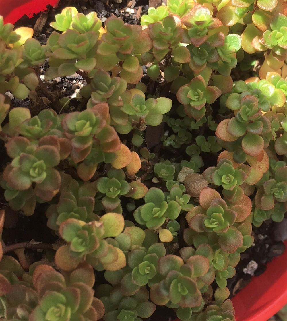 Sedum 'Green Mound' in the Sedums Database - Garden.org