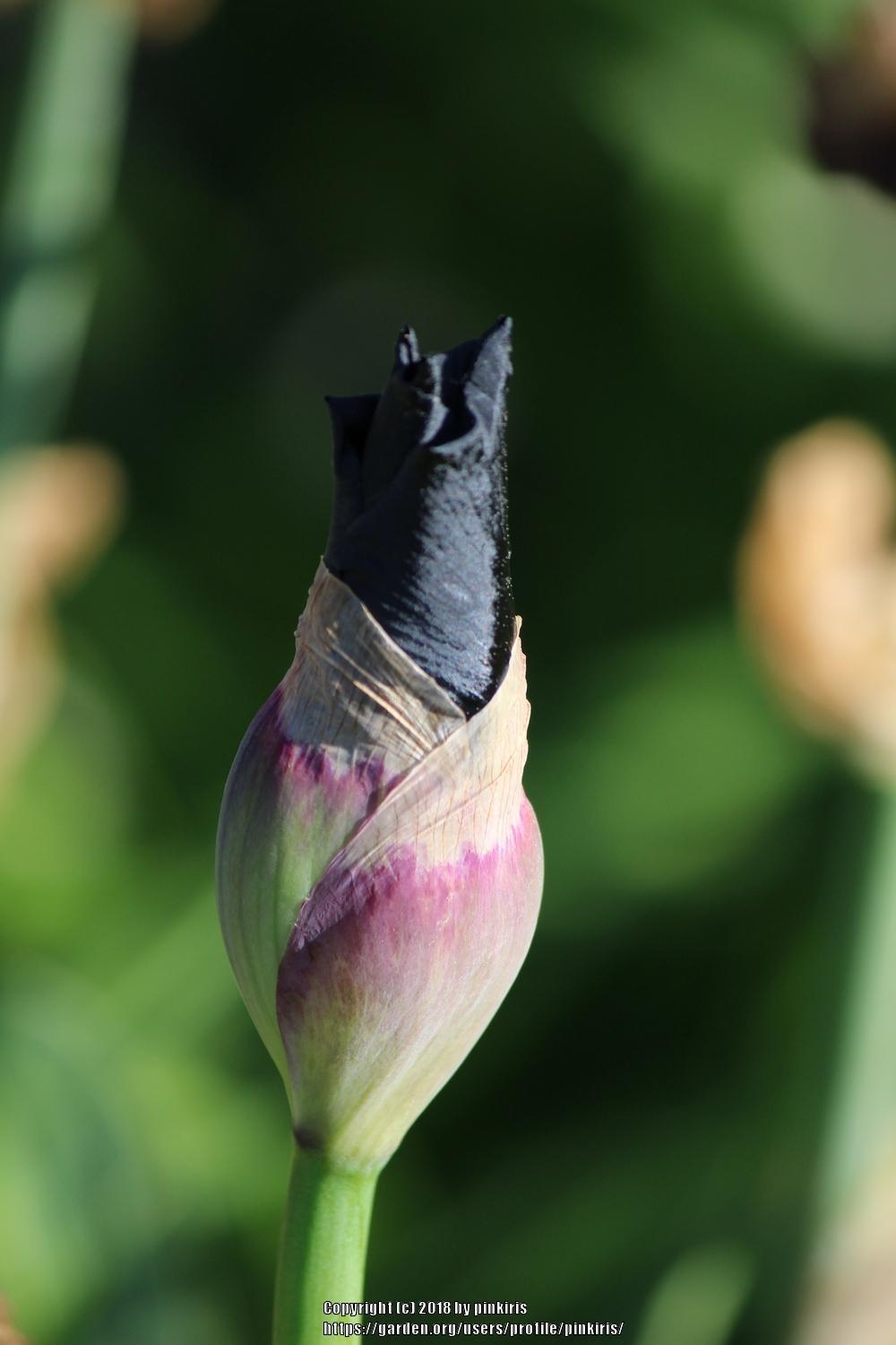 Photo of the closeup of buds, sepals and receptacles of Tall Bearded ...