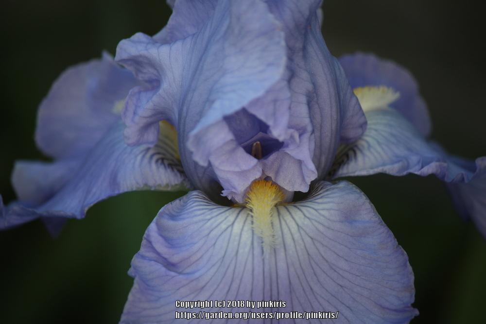 Photo of the stamens, filaments and pistils of Tall Bearded Iris (Iris 'Babbling Brook') posted ...