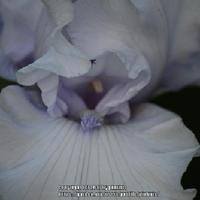 Tall Bearded Iris (Iris 'Uncle Charlie') in the Irises Database ...
