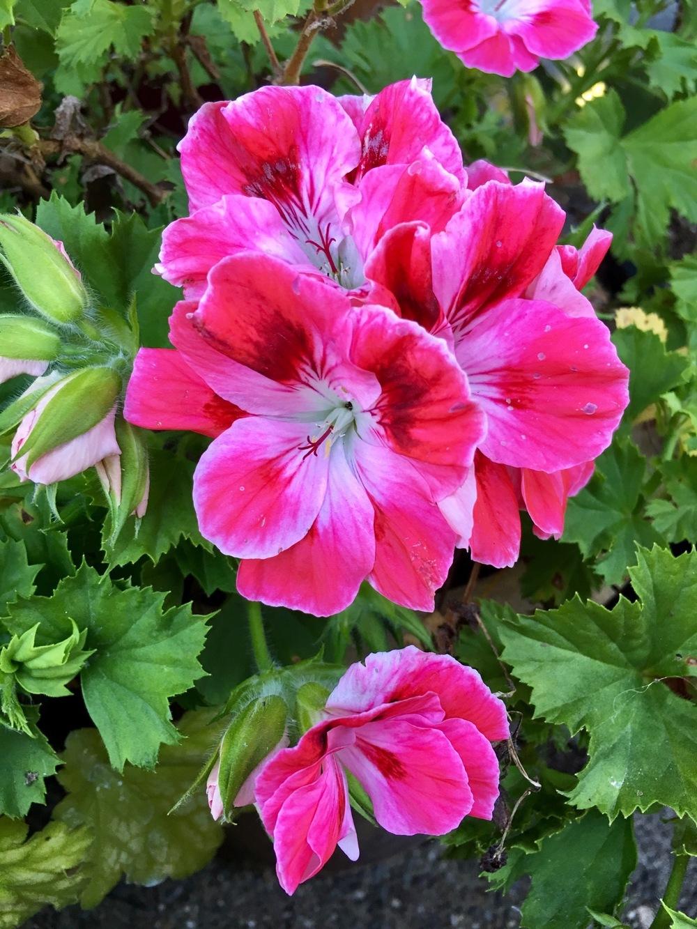 Photo of the bloom of Regal Geranium (Pelargonium x domesticum Elegance ...