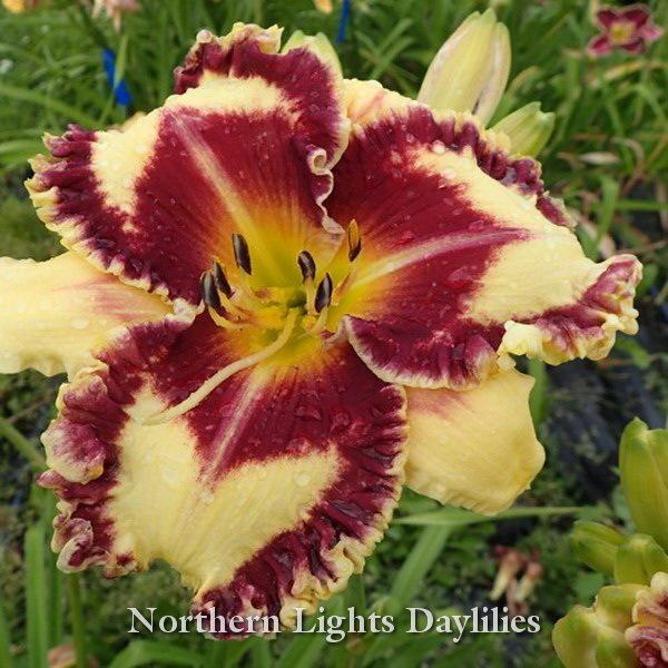 Photo of the bloom of Daylily (Hemerocallis 'Raspberry Ripple Sundae ...
