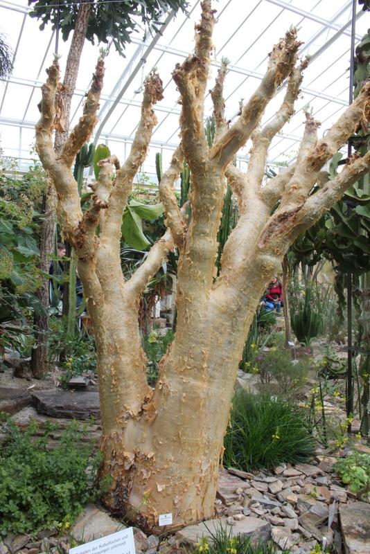 Cobas Tree (Cyphostemma currorii) - Garden.org