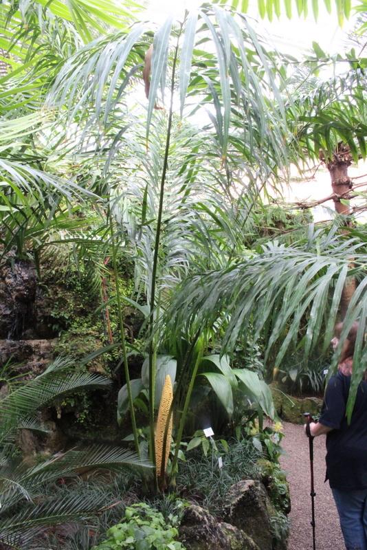 Cycas multipinnata - Garden.org