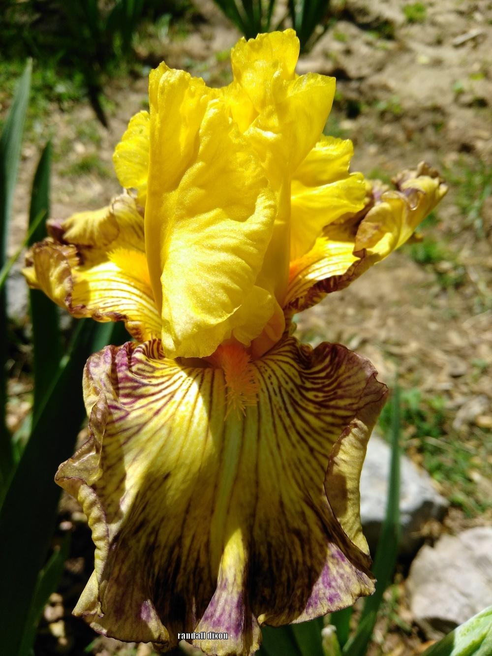2018 iris crosses in the Irises forum - Garden.org