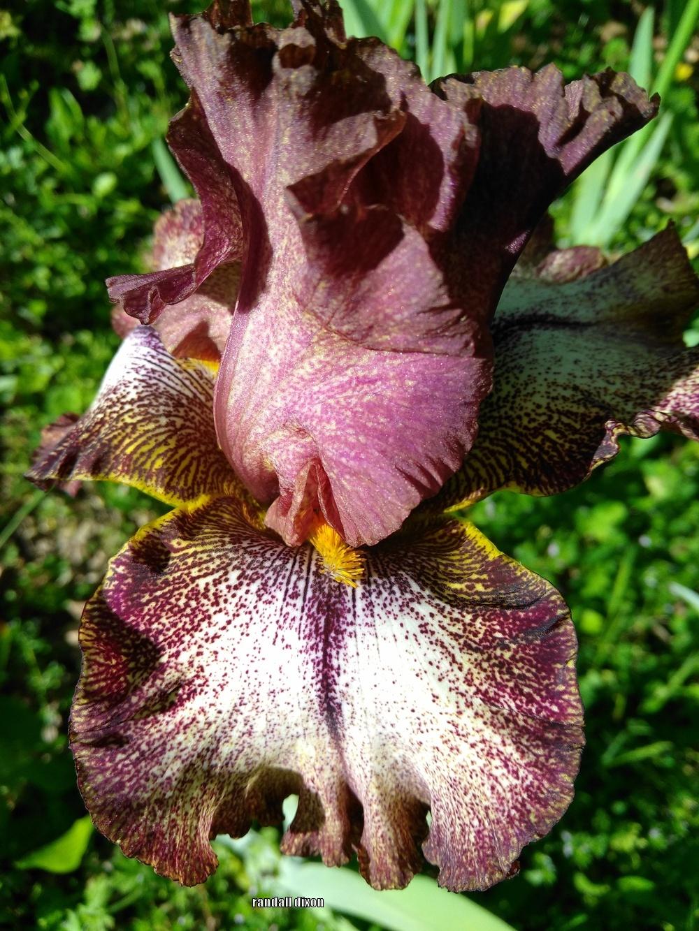 2018 iris crosses in the Irises forum - Garden.org