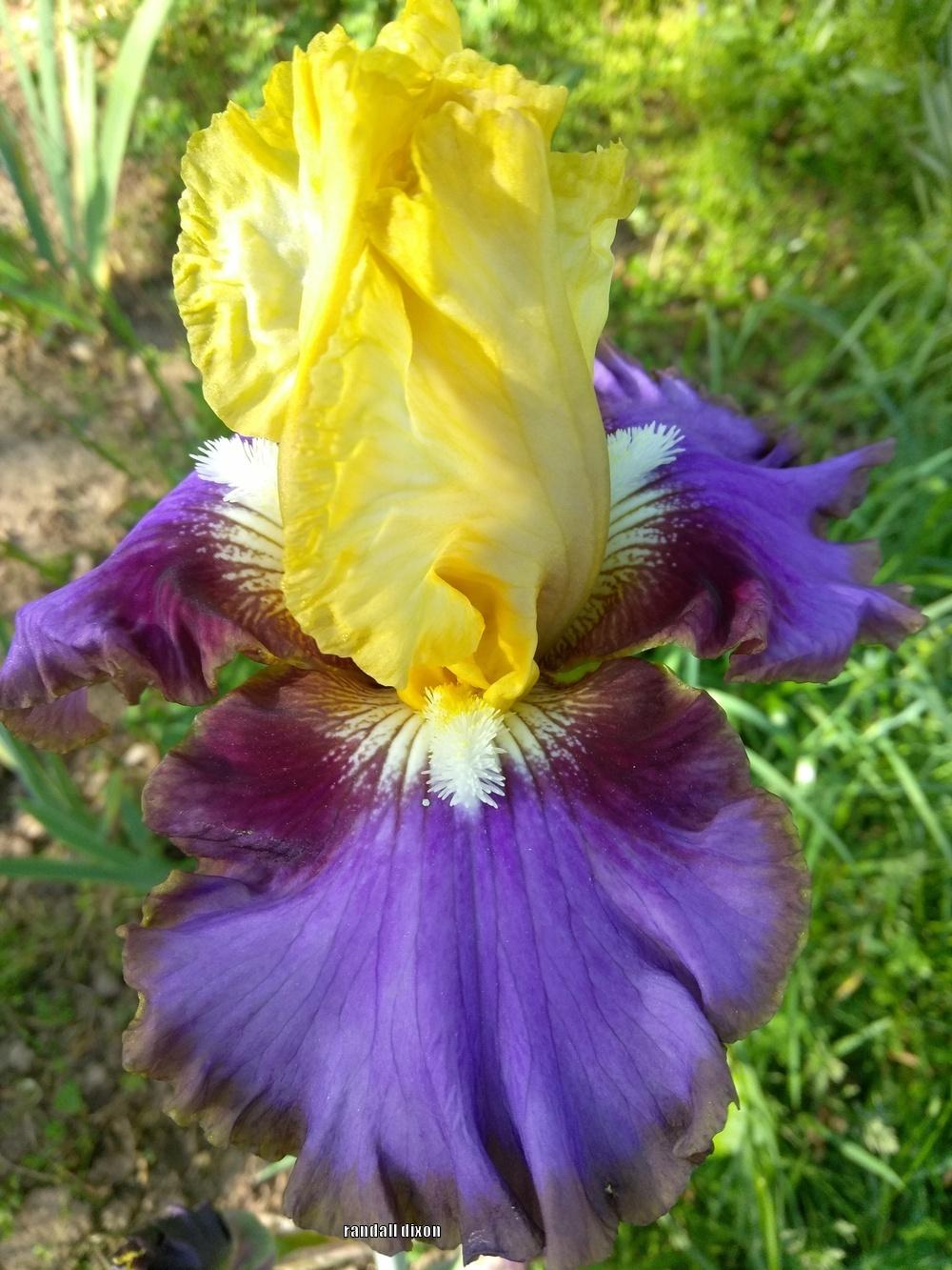 Tall Bearded Iris (Iris 'Into the Wild') in the Irises Database ...