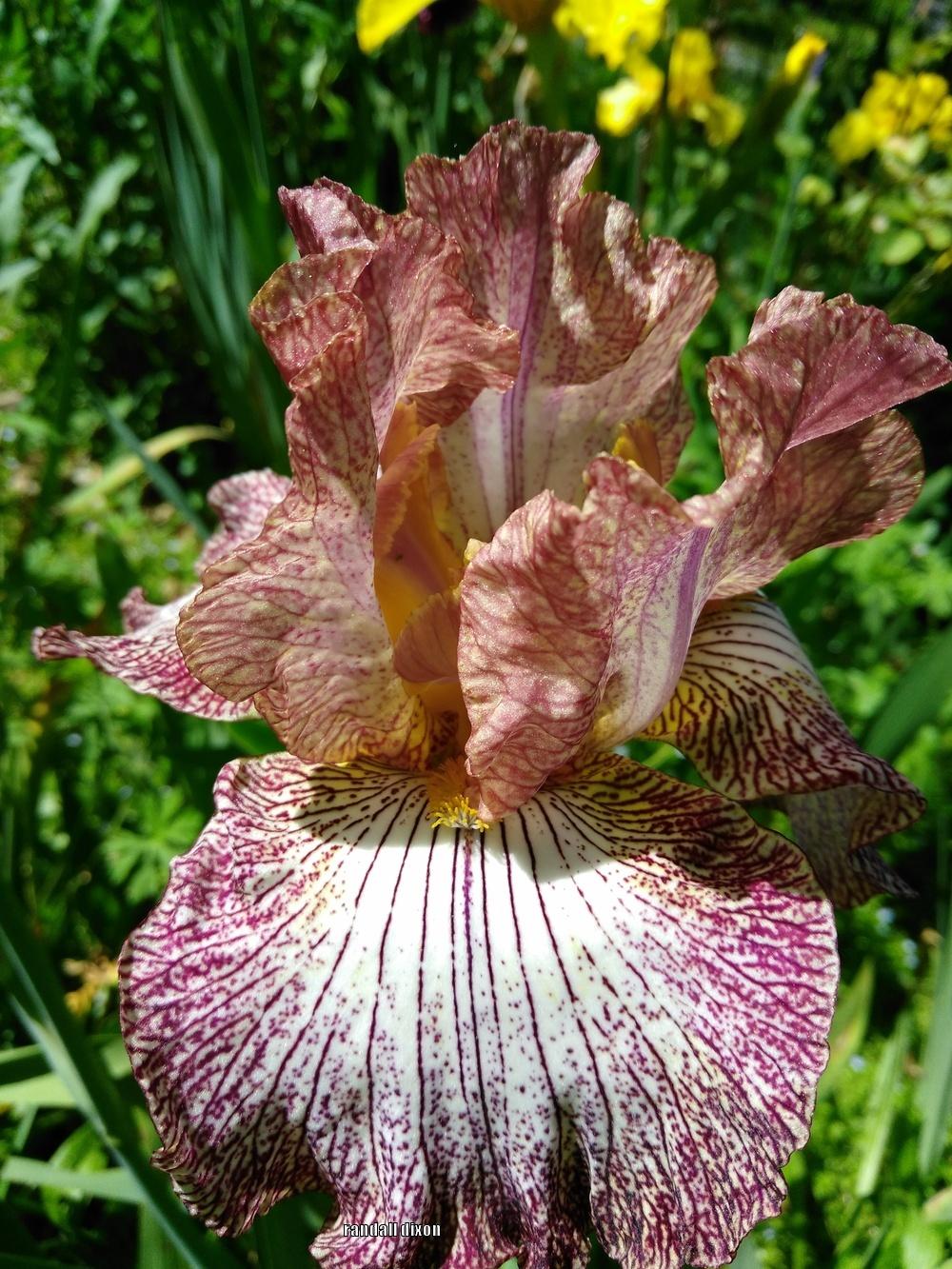 2018 iris crosses in the Irises forum - Garden.org