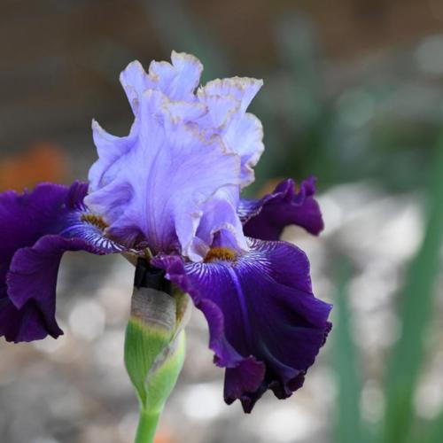 Tall Bearded Iris (Iris 'Divided Mist') in the Irises Database - Garden.org