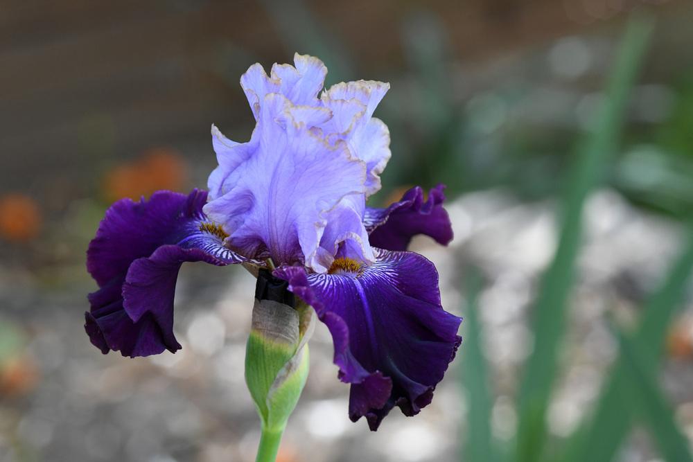 Tall Bearded Iris (Iris 'Divided Mist') in the Irises Database - Garden.org