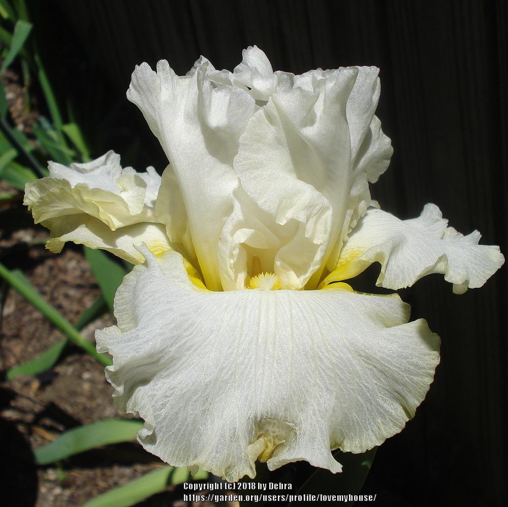 Tall Bearded Iris (Iris 'Royal Birth') in the Irises Database - Garden.org