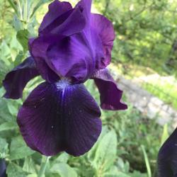 Tall Bearded Iris (Iris 'Sable') in the Irises Database - Garden.org