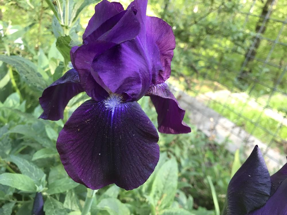 Photo of the bloom of Tall Bearded Iris (Iris 'Sable') posted by ...
