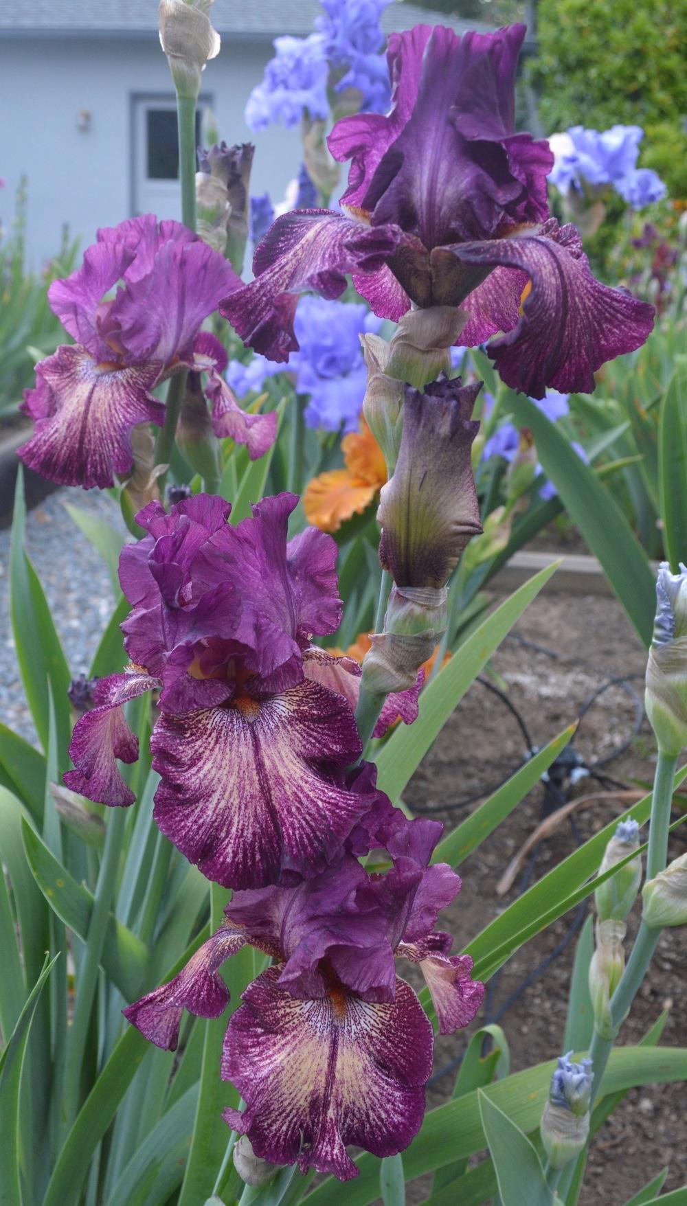 Photo of the entire plant of Tall Bearded Iris (Iris 'Power Surge ...