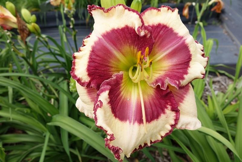 Daylily (Hemerocallis 'Raspberry Eyed Perfection') in the Daylilies ...