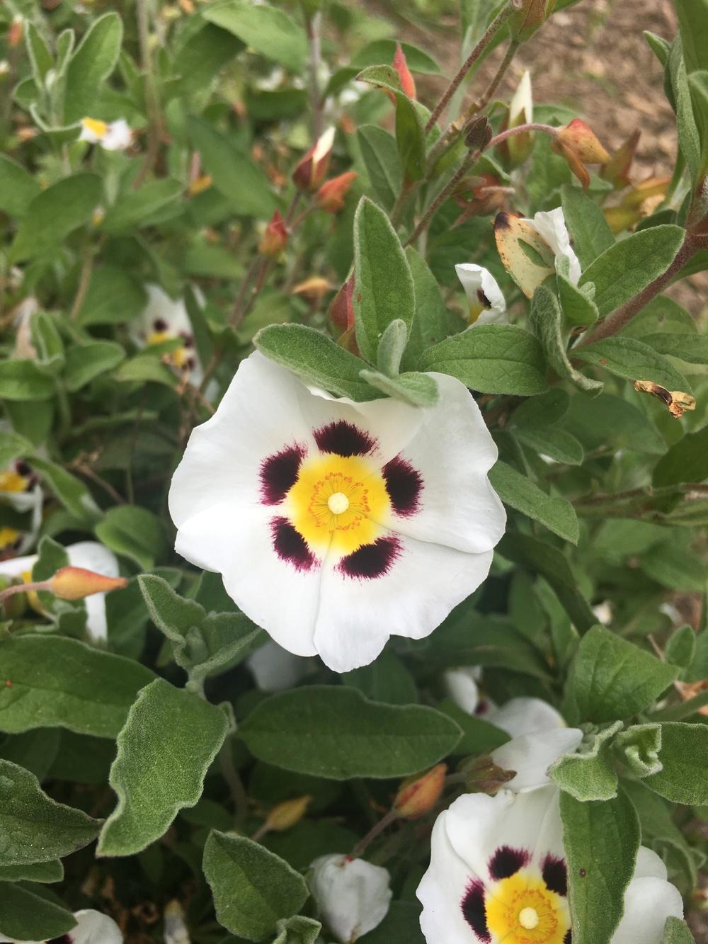 Rockroses: Plant Care and Collection of Varieties - Garden.org