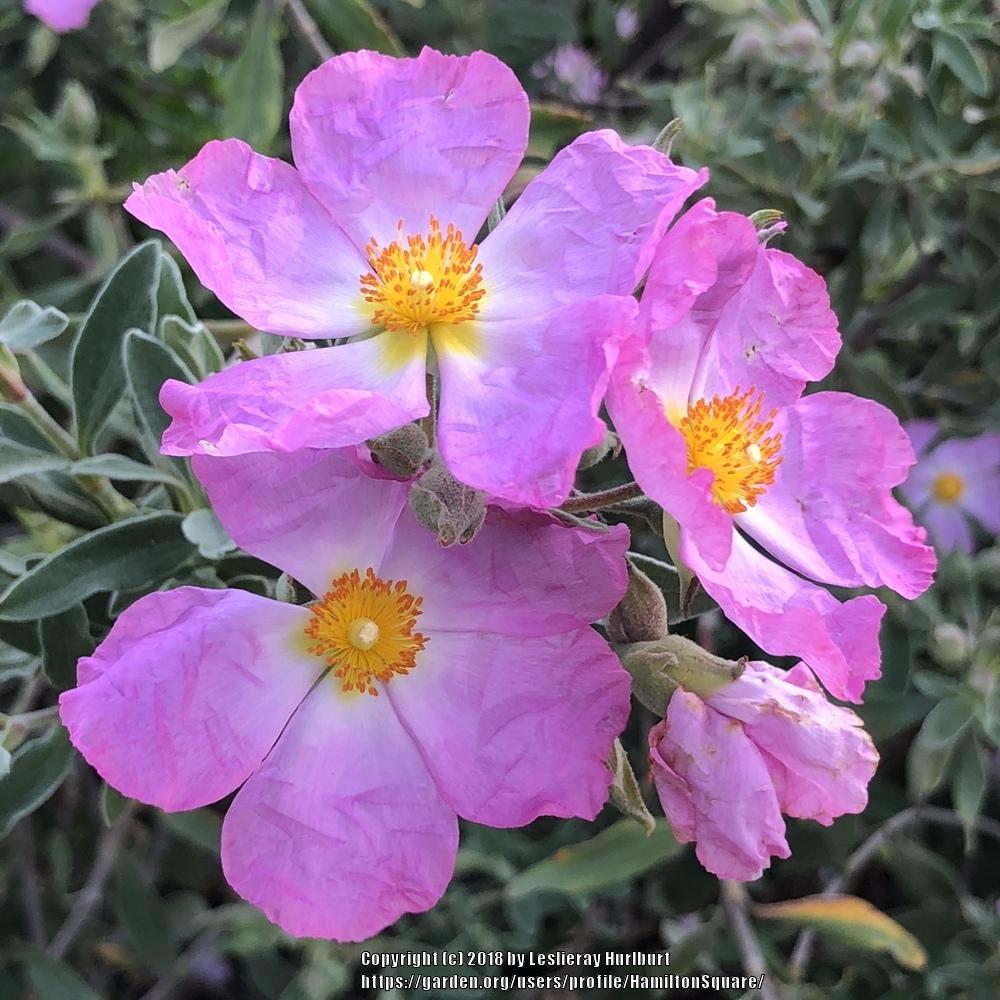 Rockroses: Plant Care and Collection of Varieties - Garden.org