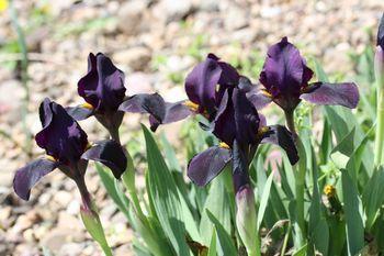 Miniature Dwarf Bearded Iris (Iris 'Little Blacksmith') in the Irises ...