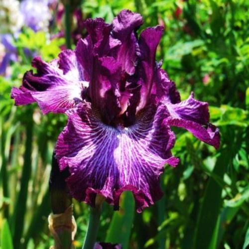 Tall Bearded Iris (Iris 'Laugh Lines') in the Irises Database - Garden.org