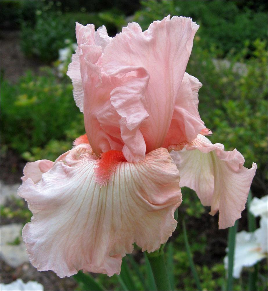 Tall Bearded Iris (Iris 'Peppermint Cream') in the Irises Database ...