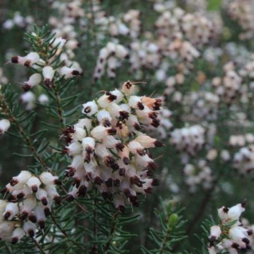 Irish Heath (Erica erigena) - Garden.org