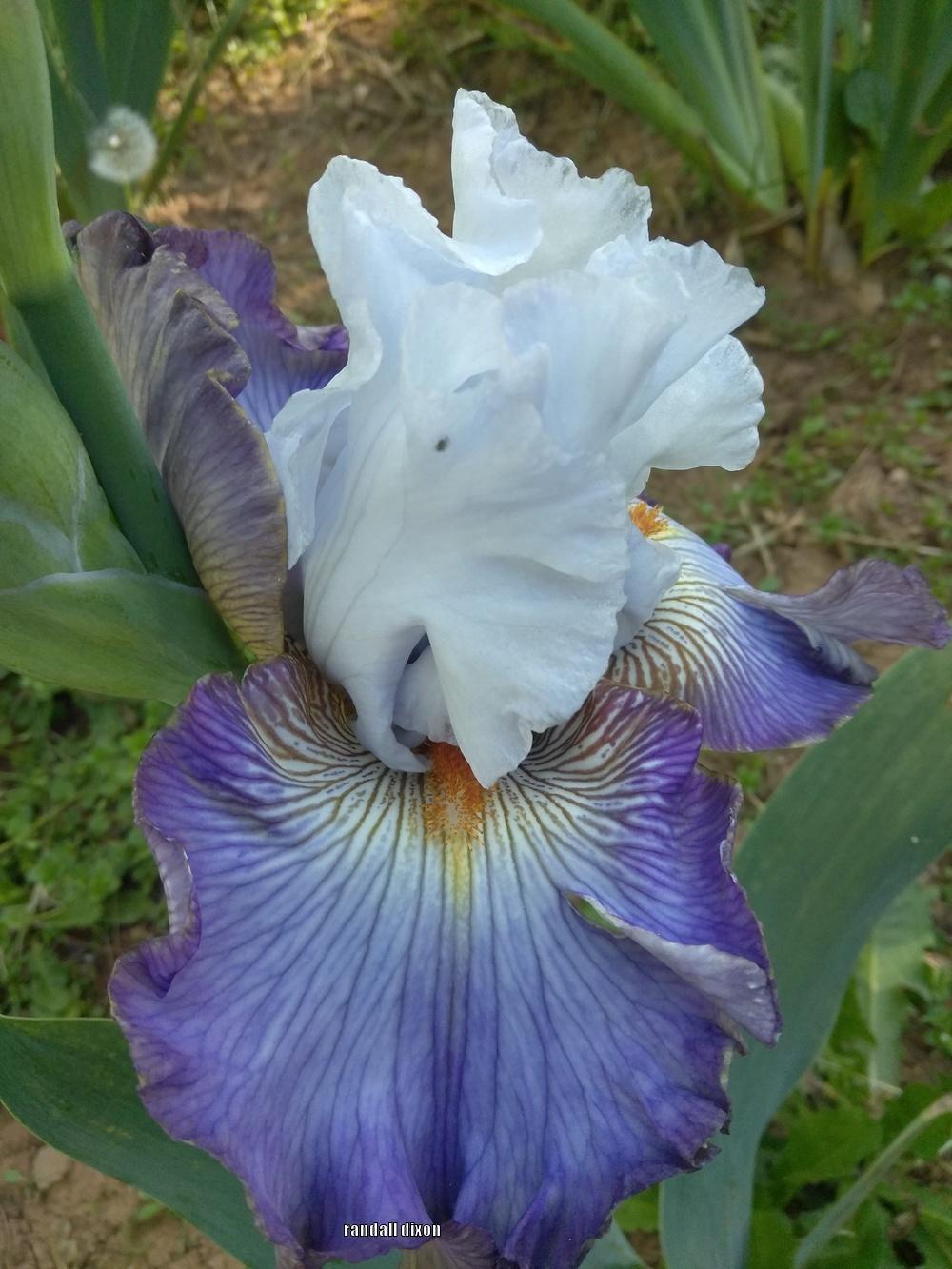 2018 iris crosses in the Irises forum - Garden.org
