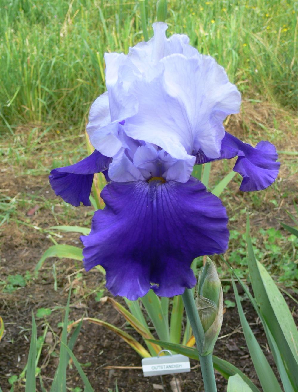 Photo of the bloom of Tall Bearded Iris (Iris 'Over Alaska') posted by ...