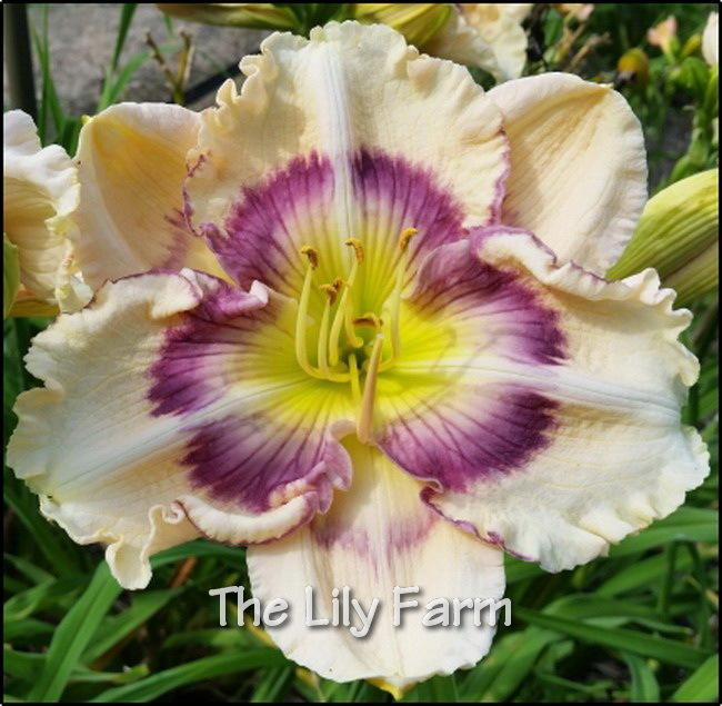 Daylily (Hemerocallis 'Clint Barnes') in the Daylilies Database ...