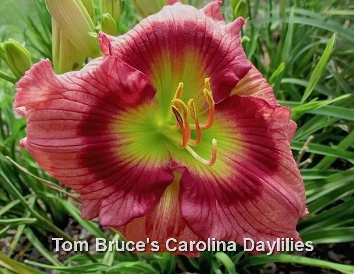 Daylily (Hemerocallis 'Treat Yourself') in the Daylilies Database - Garden.org