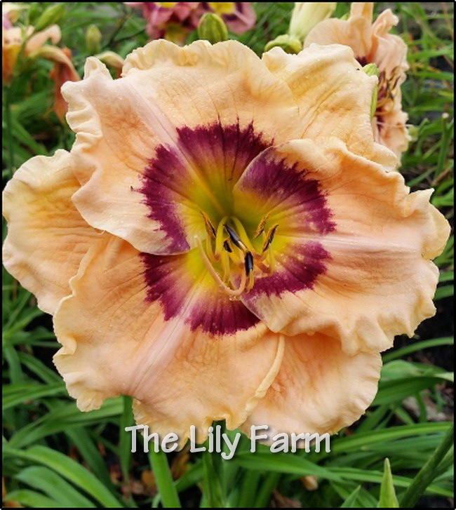 Daylily (Hemerocallis 'Sam Houston Peach') in the Daylilies Database ...