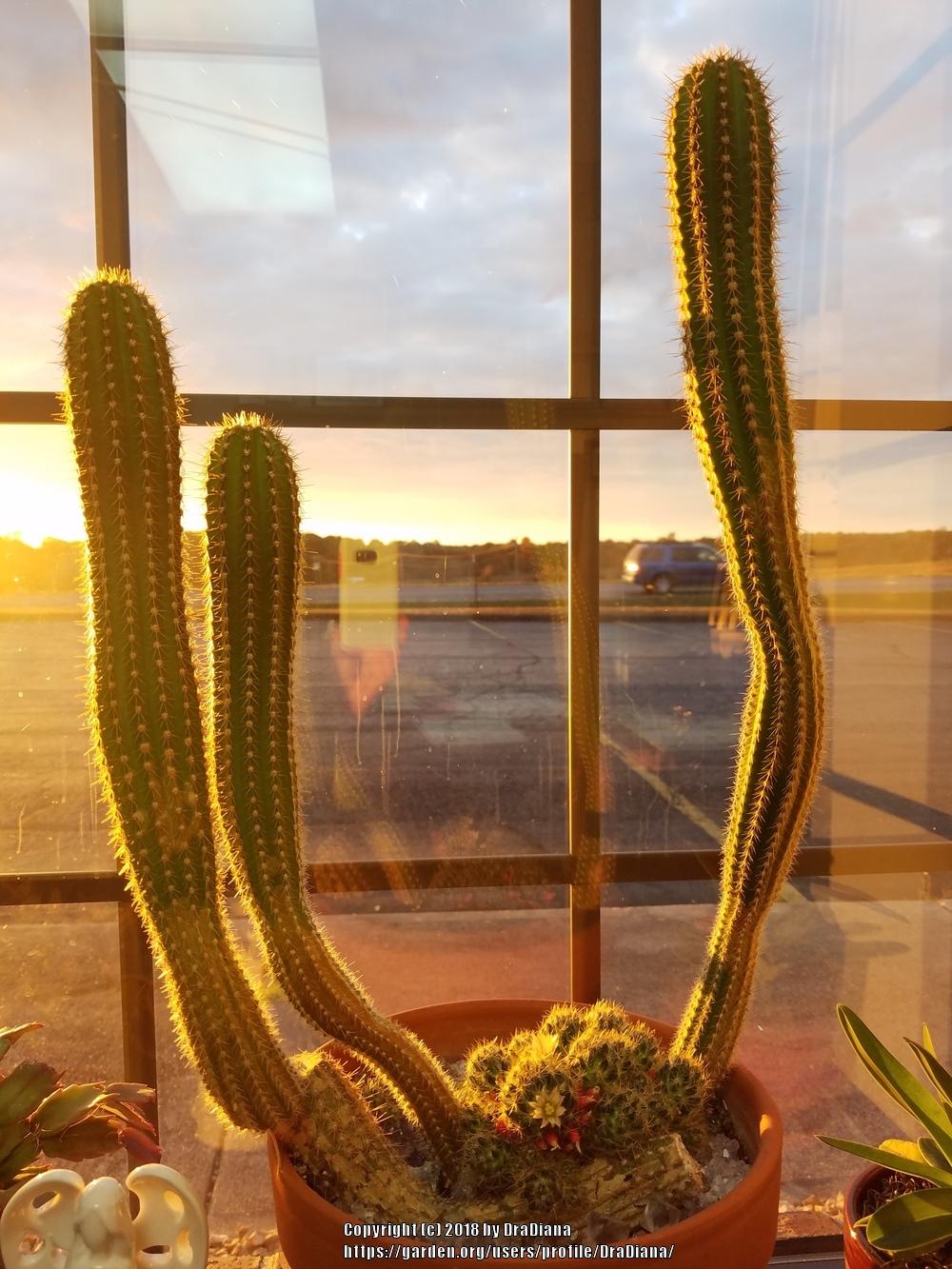 Photo of the entire plant of White Torch Cactus (Soehrensia spachiana ...