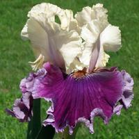 Photo of the bloom of Tall Bearded Iris (Iris 'Astrobubbles') posted by Joy - Garden.org