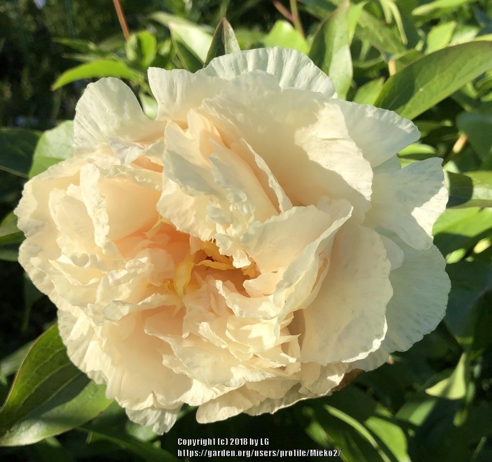 Peony (Paeonia 'Early Canary') in the Peonies Database - Garden.org